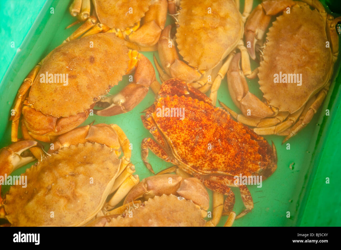 Live crabs hi-res stock photography and images - Alamy