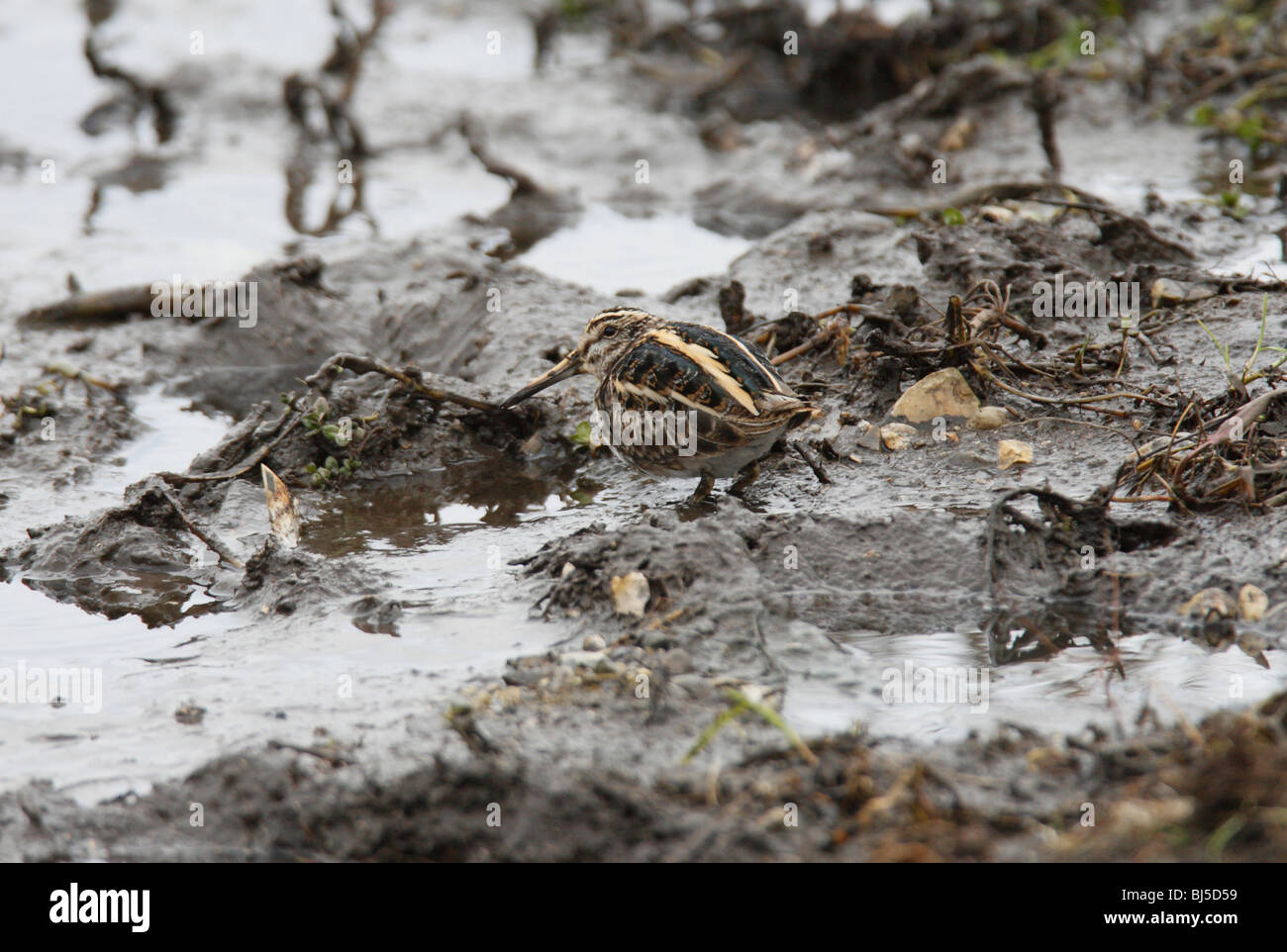 Jack Snipe feeding Stock Photo - Alamy