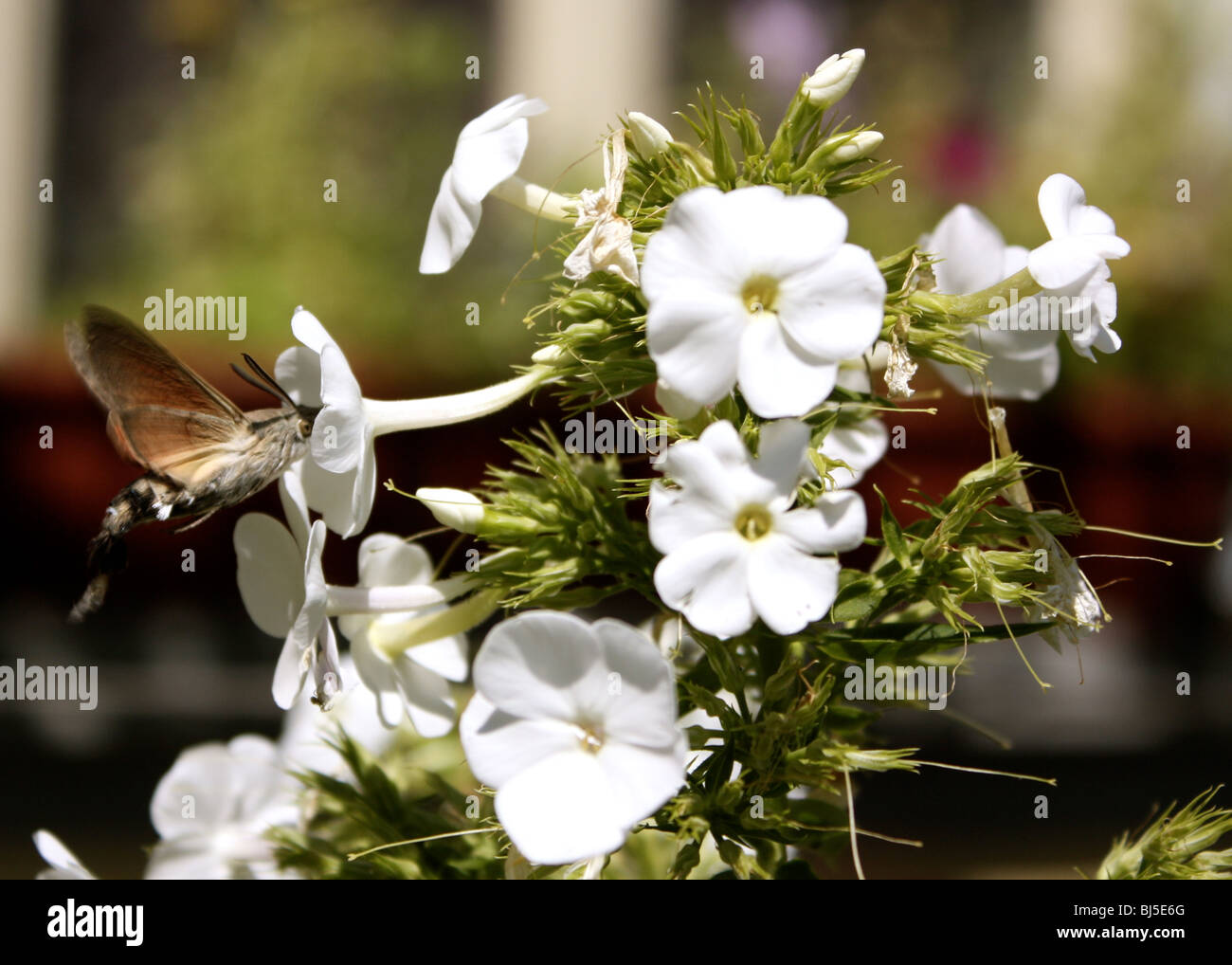 Hummingbird Hawk Moth feeding from white flowers Stock Photo - Alamy