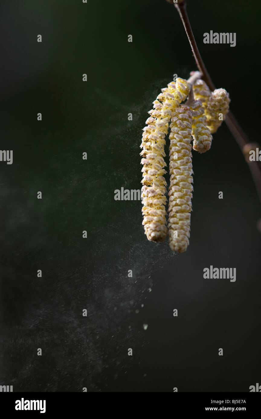 Corylus avellana. Common Hazel catkins releasing pollen in spring. UK ...