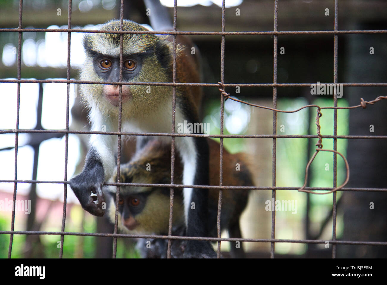Africa Calabar Cross River Mona Monkey Nigeria Stock Photo - Alamy