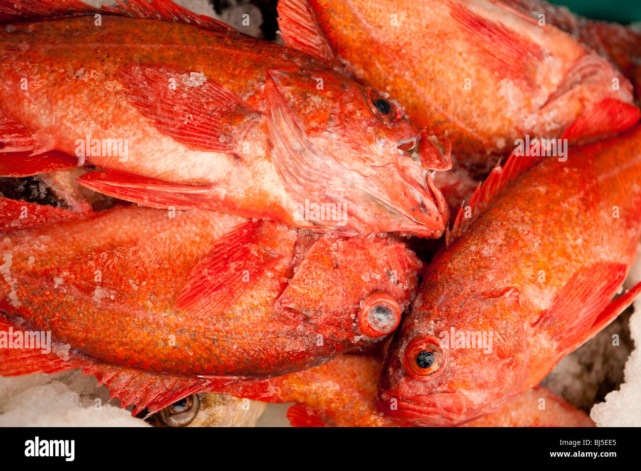 Rock cod hi-res stock photography and images - Alamy