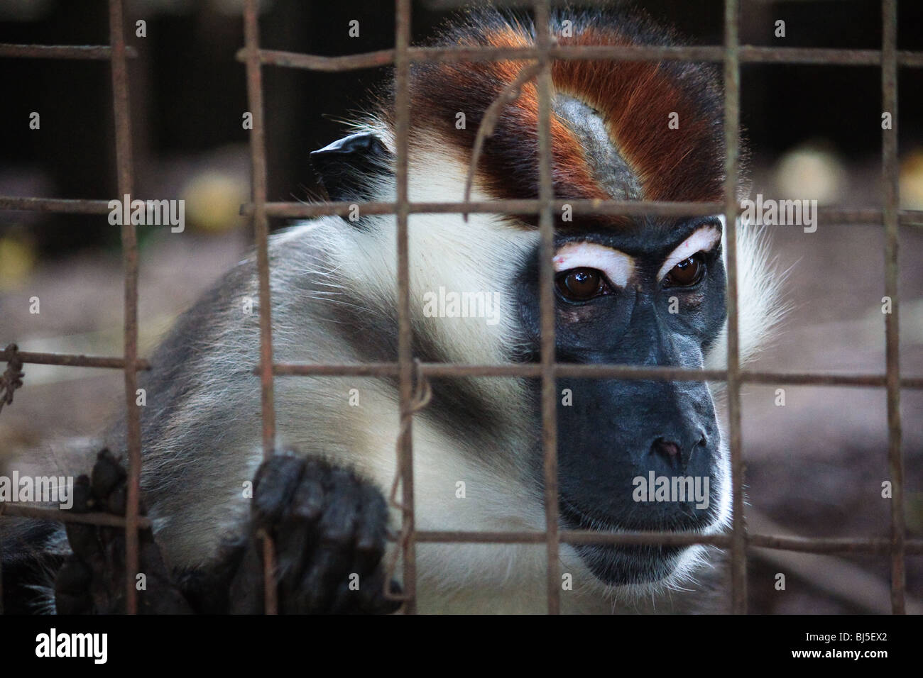 Mangabey monkey hi-res stock photography and images - Alamy