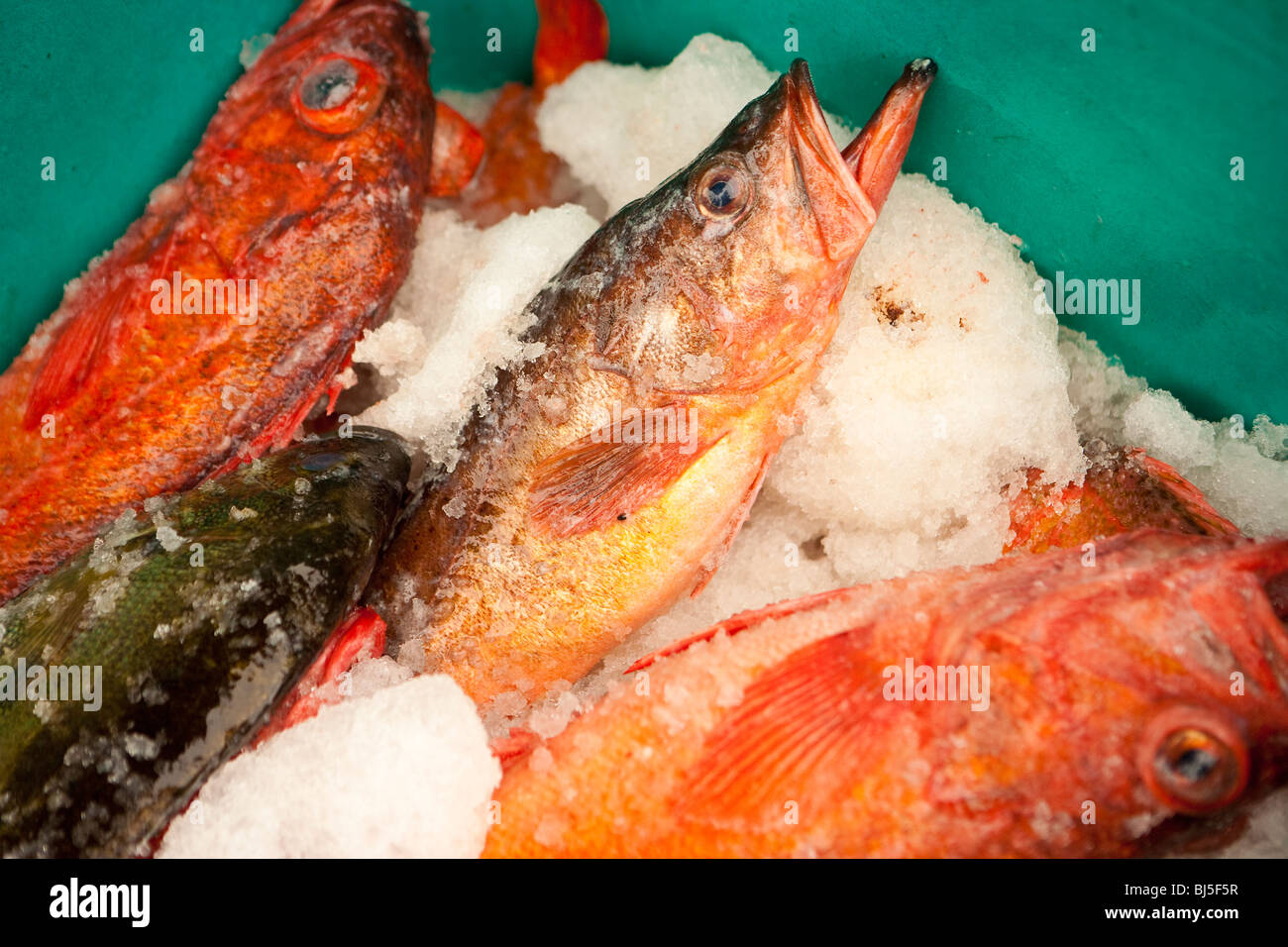 Rock cod hi-res stock photography and images - Alamy