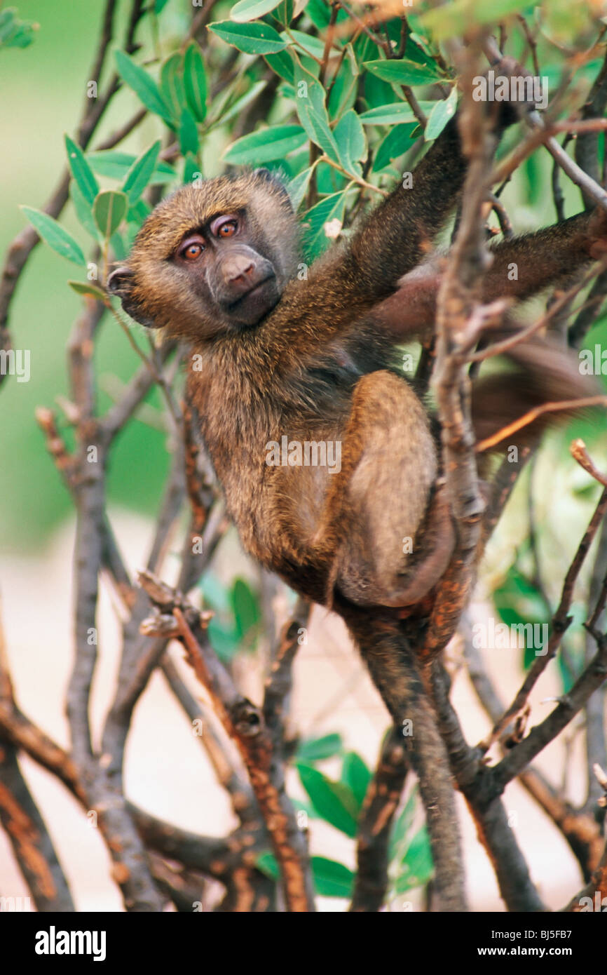 Juvenile Black faced Vervet Monkey (Cercopithecus aethiops Stock Photo ...