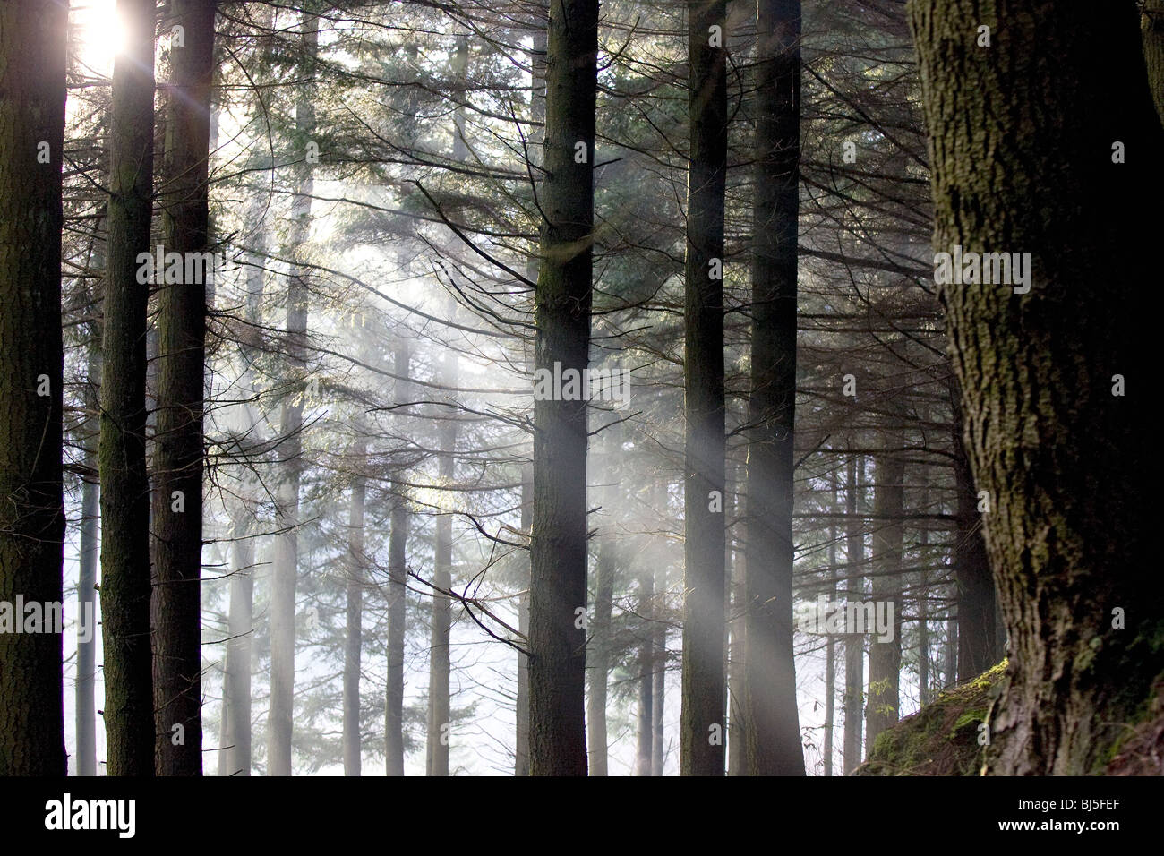 Bright sun behind the trees in the Hafod estate in Wales Stock Photo ...