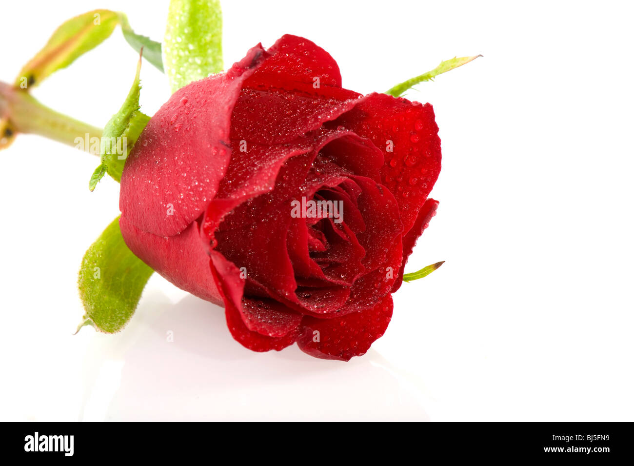 Single red rose with water drops on white background Stock Photo - Alamy