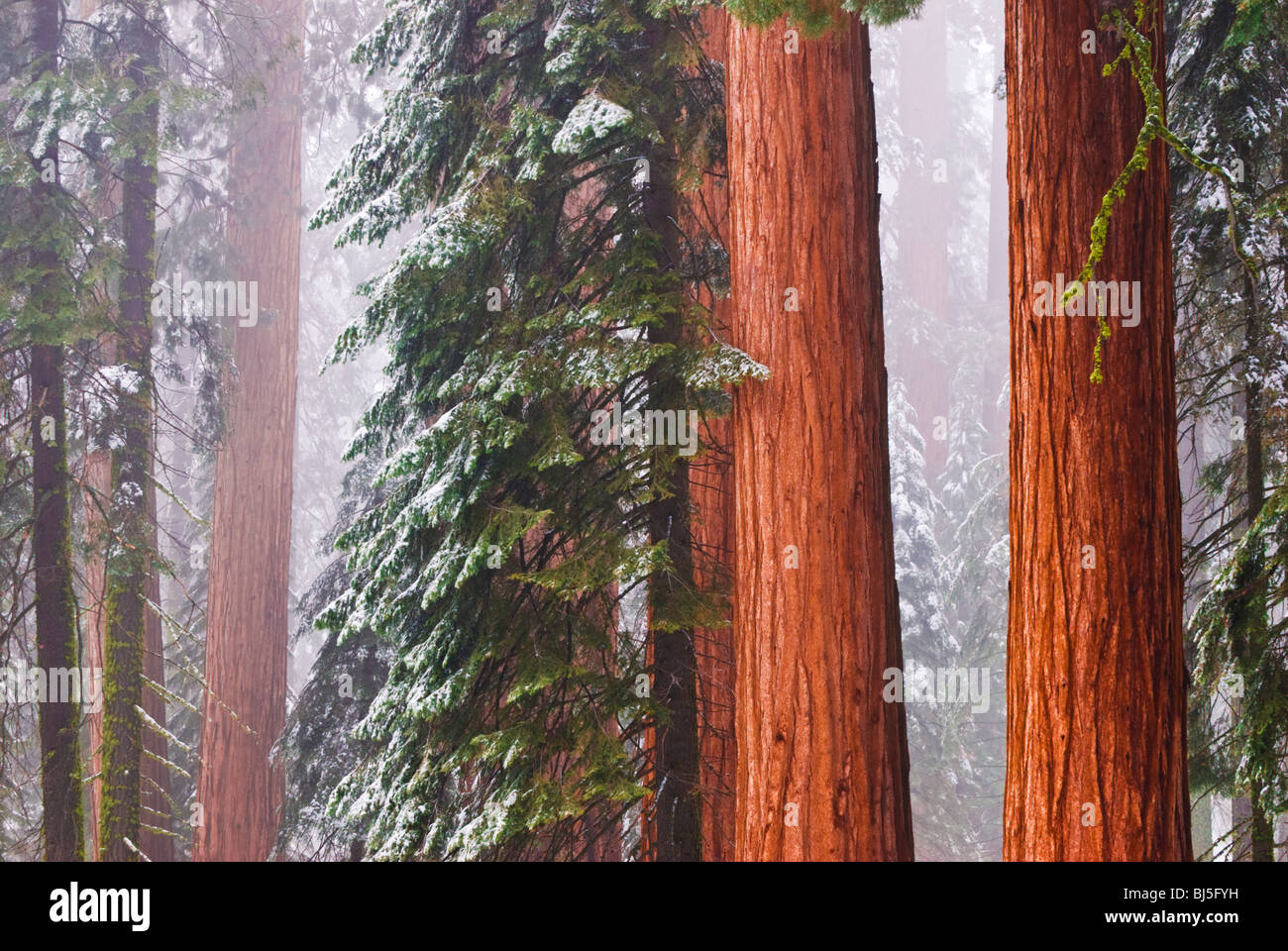 Giant Sequoias (Sequoiadendron giganteum) in winter, Giant Forest, Sequoia National Park ...