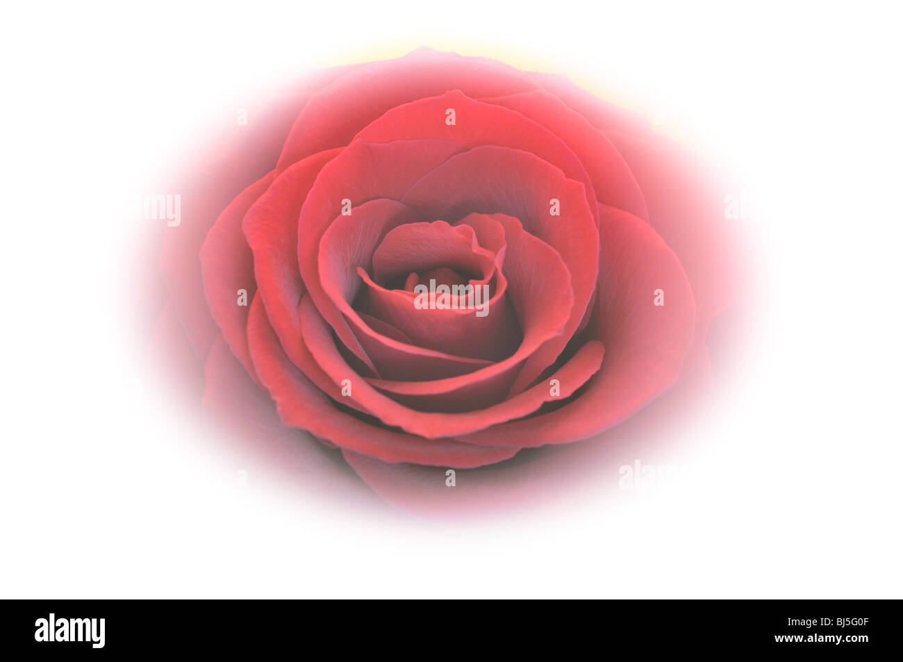 Red rose flower in garden Cut Out Stock Images & Pictures - Alamy