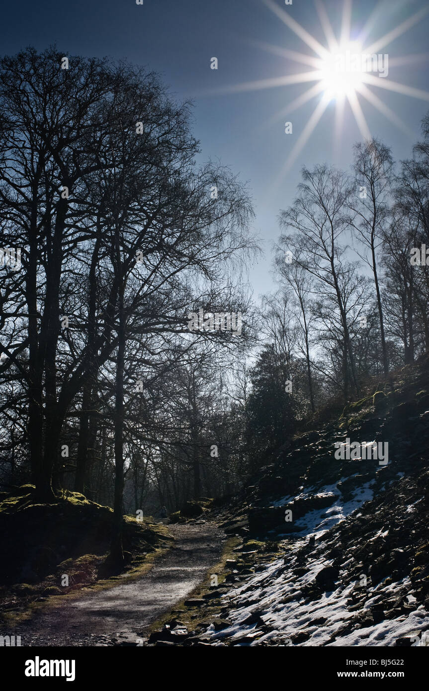 Walking route with trees and winter sun shining Stock Photo - Alamy