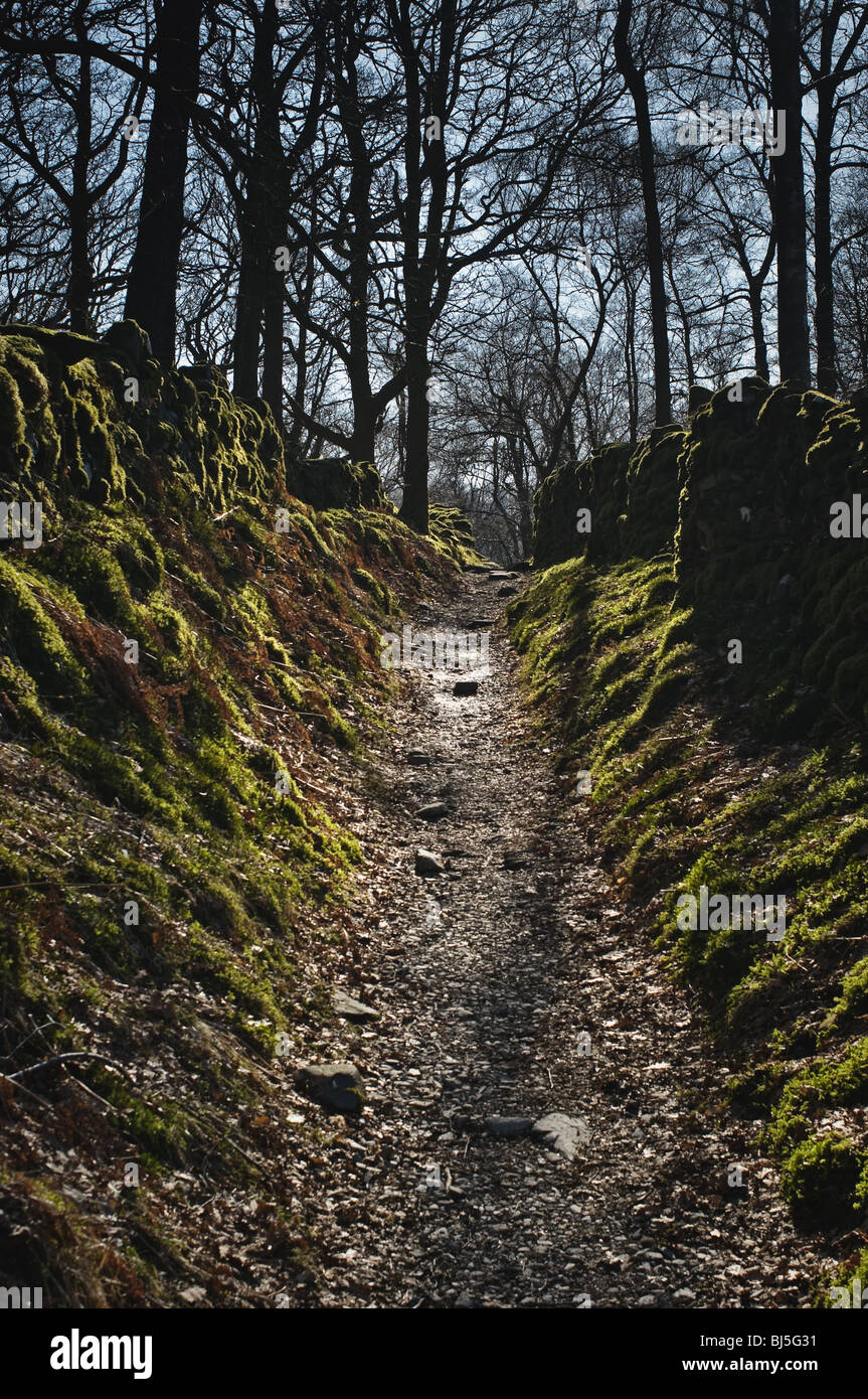 Walking route with trees and winter sun shining Stock Photo - Alamy
