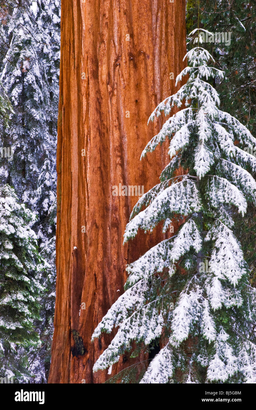Giant Sequoia (Sequoiadendron giganteum) in winter, Giant Forest ...