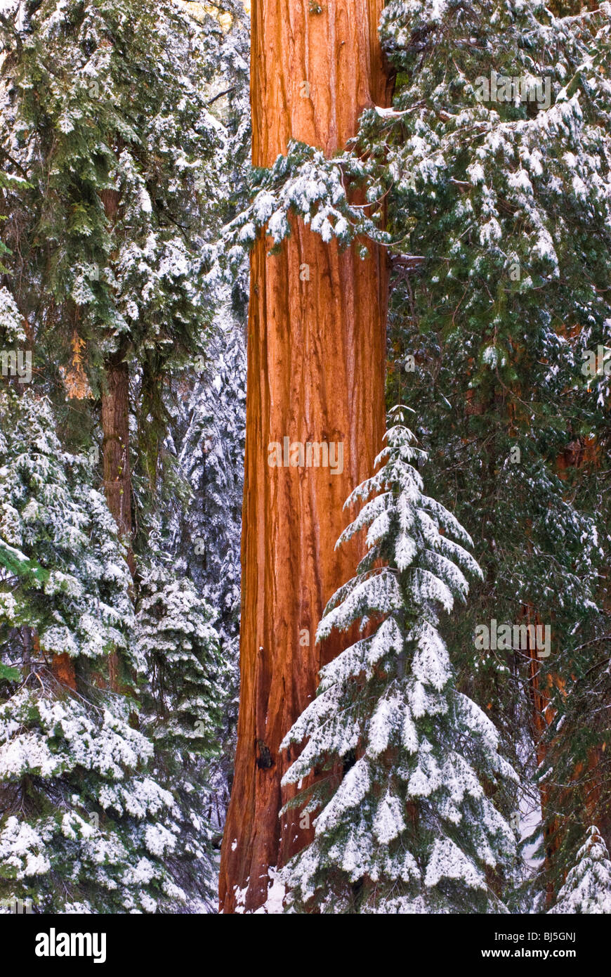 Giant Sequoia (Sequoiadendron giganteum) in winter, Giant Forest ...