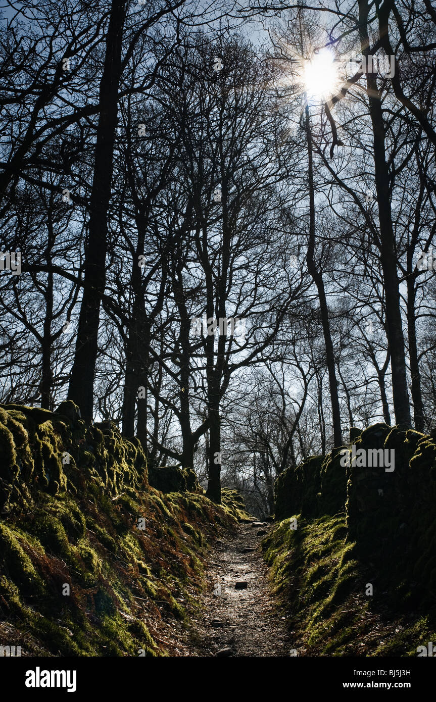 Walking route with trees and winter sun shining Stock Photo - Alamy