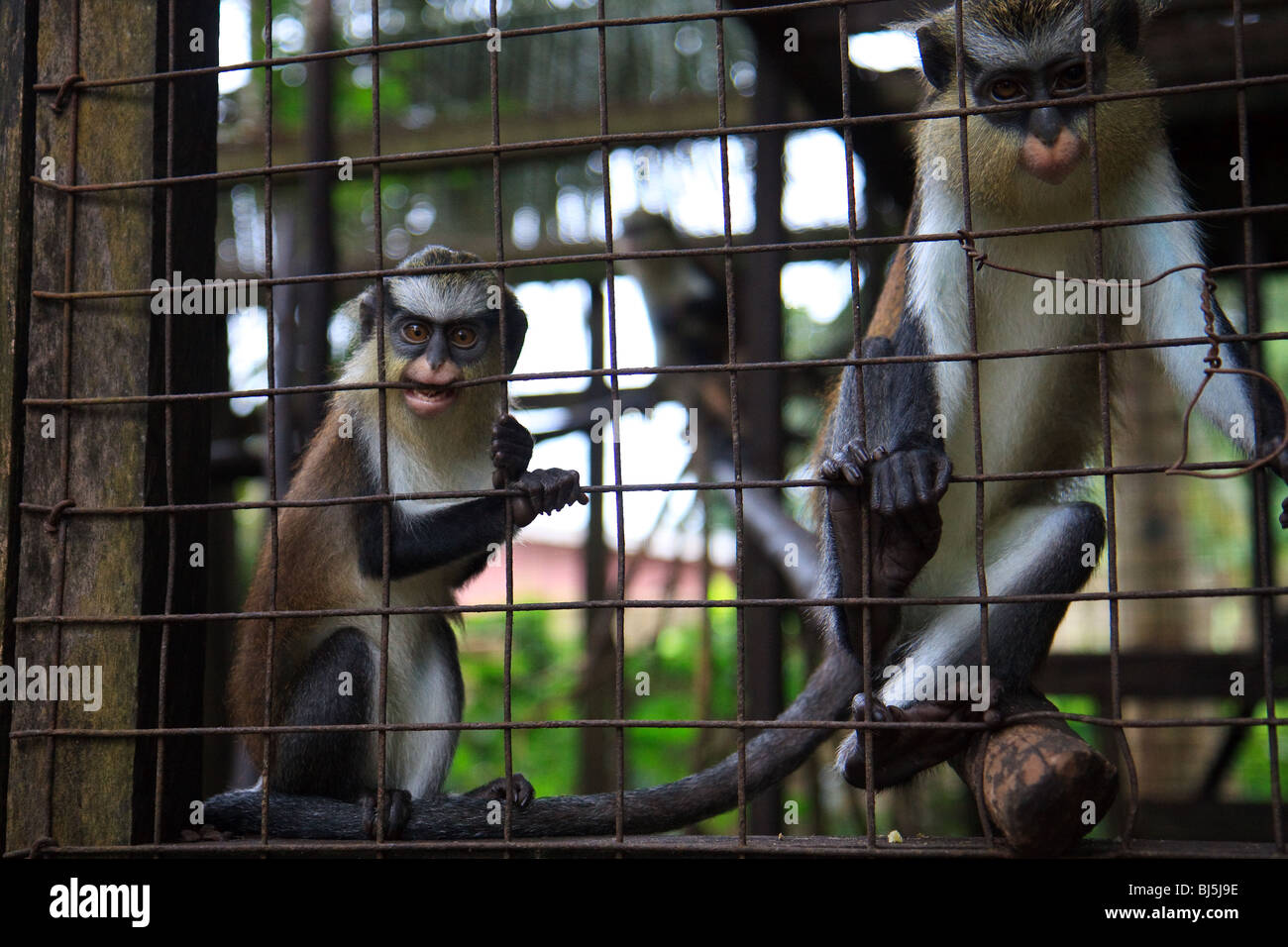 Africa Calabar Cross River Mona Monkey Nigeria Stock Photo - Alamy
