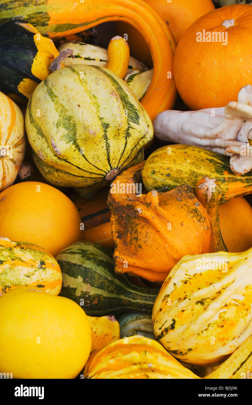 Mixture of squash on sale at a produce market Stock Photo - Alamy