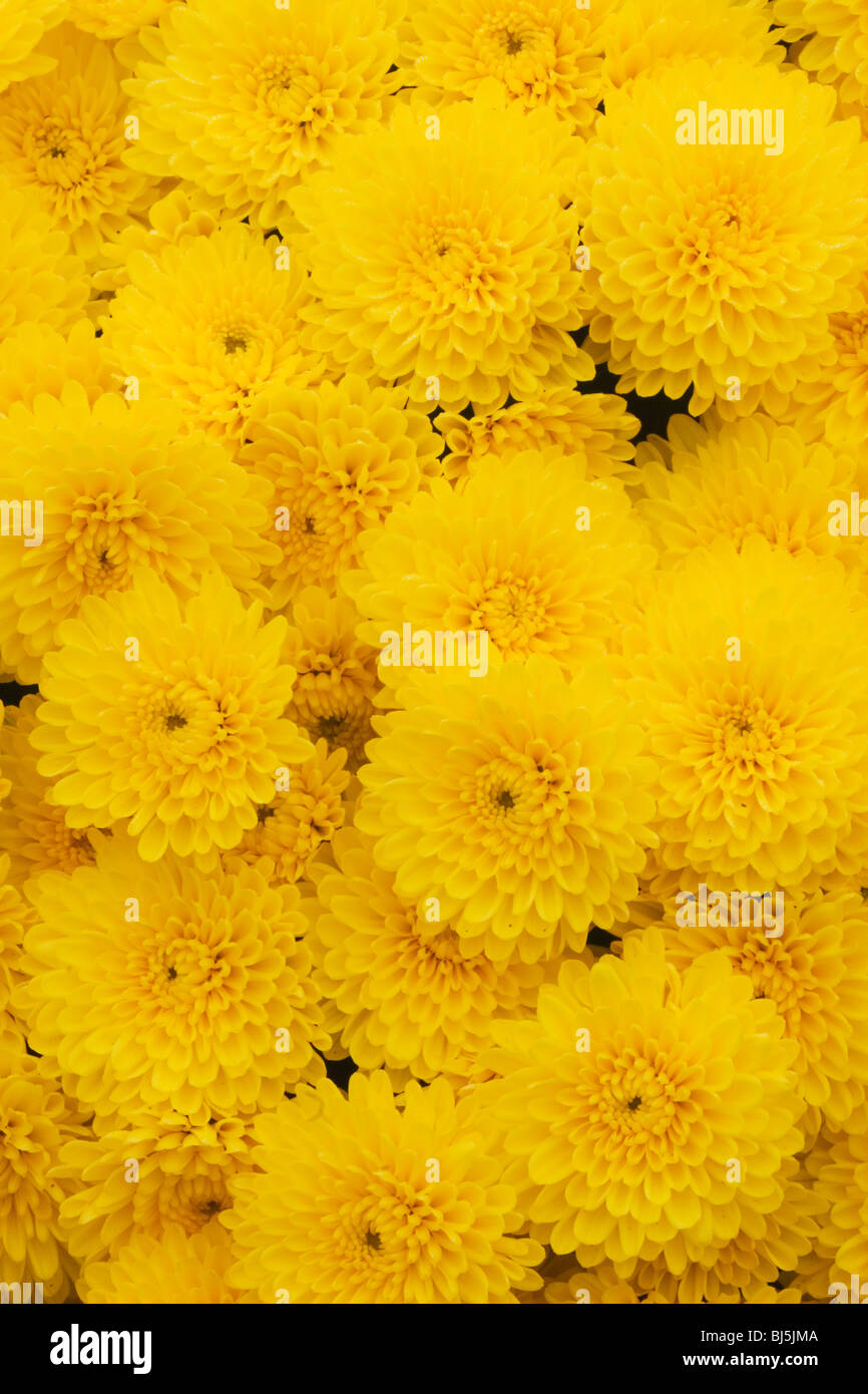 Yellow chrysanthemum flowers gardens hi-res stock photography and ...