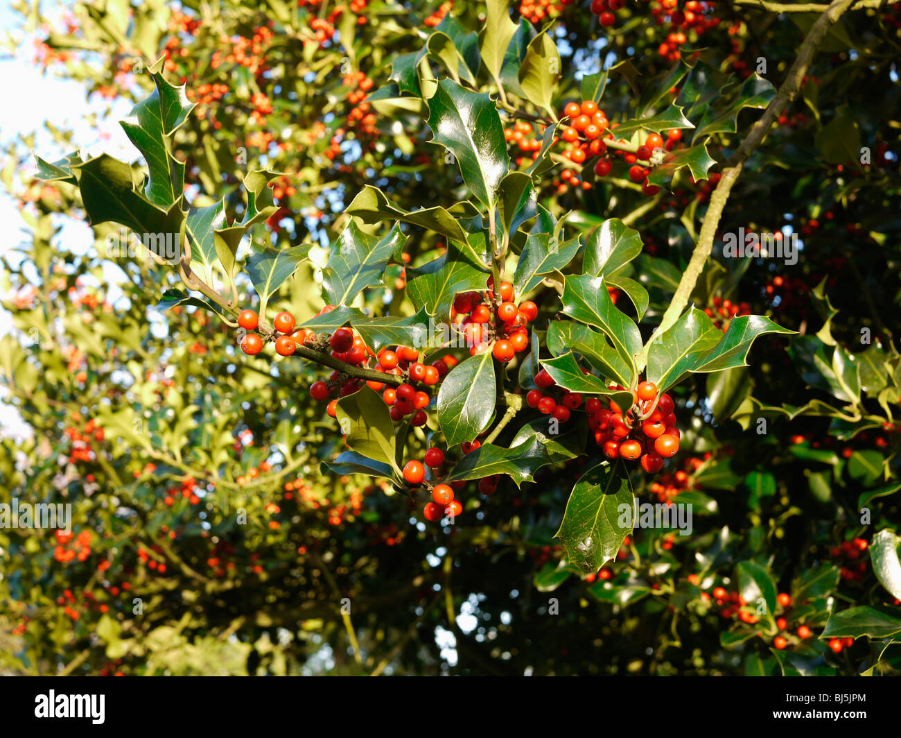 Holly tree with berries hi-res stock photography and images - Alamy
