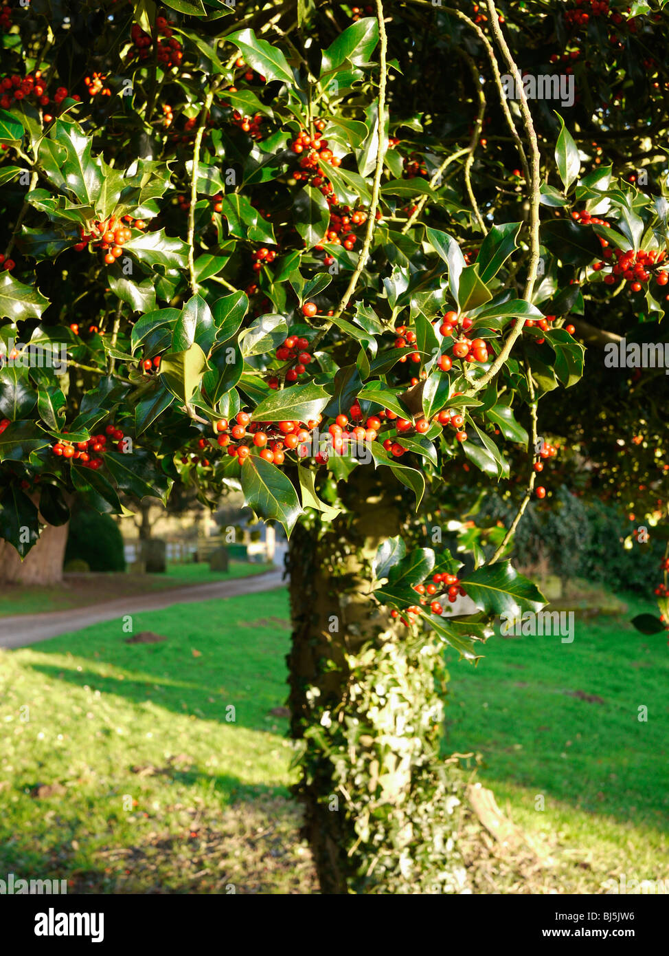 holly tree with berries Stock Photo - Alamy