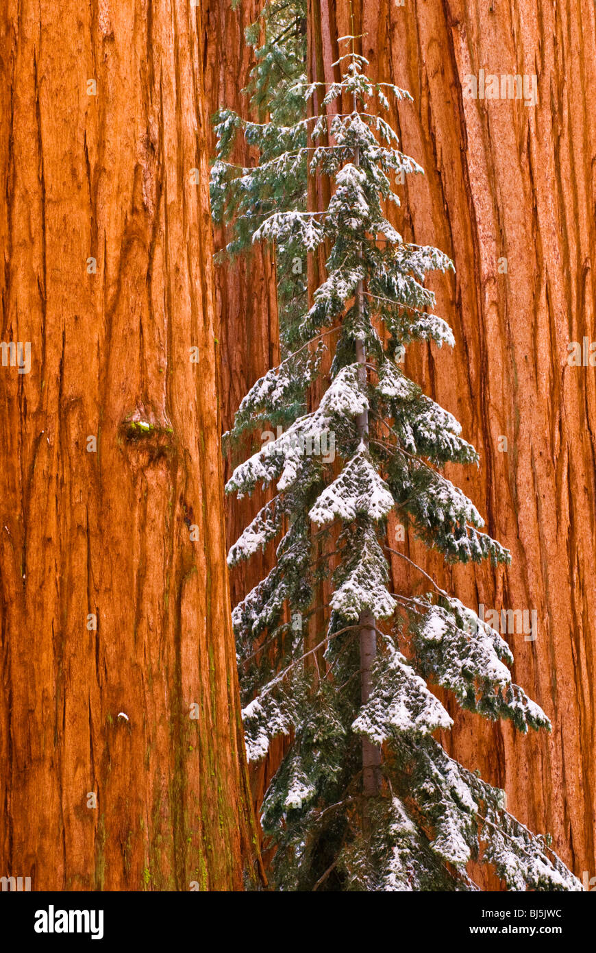 Giant Sequoias (Sequoiadendron giganteum) in winter, Giant Forest ...