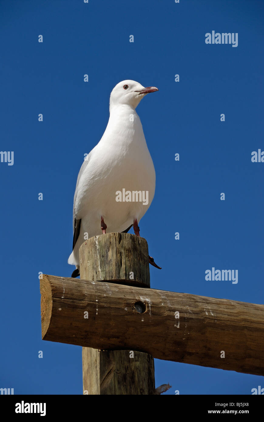 Seagull standing on wooden pole Stock Photo - Alamy