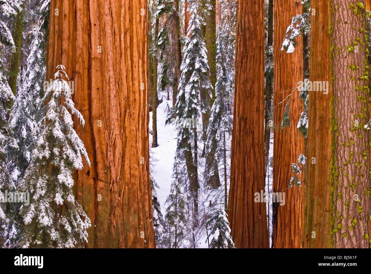 Giant Sequoias (Sequoiadendron giganteum) in winter, Giant Forest ...