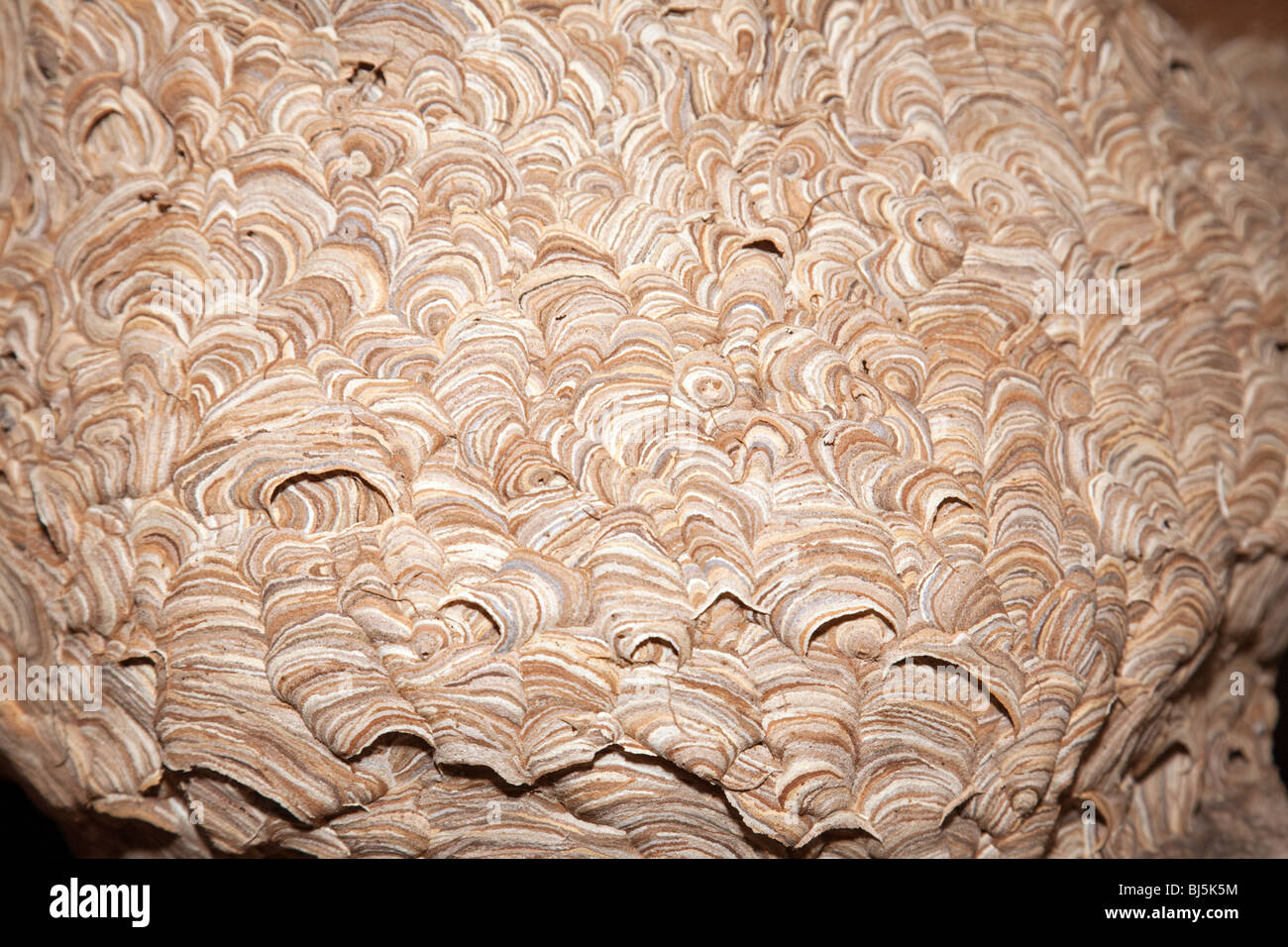 Wasp nest uk hi-res stock photography and images - Alamy