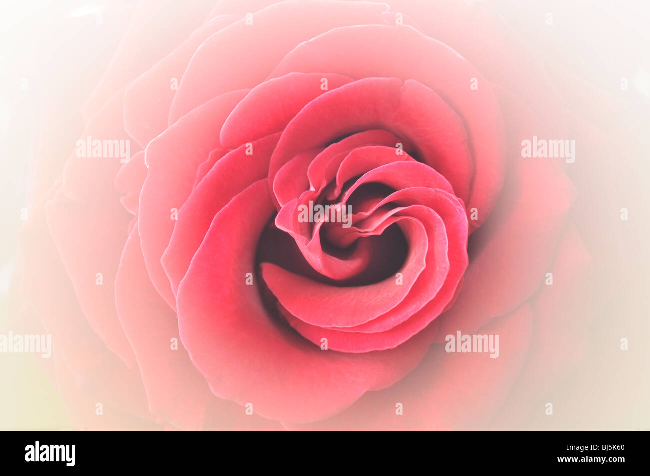 Soft focus red rose in close uo Stock Photo - Alamy