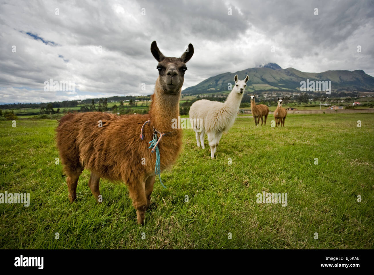 Llamas ecuador hi-res stock photography and images - Alamy