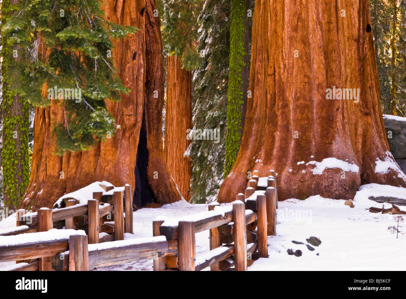Giant Sequoias (Sequoiadendron giganteum) in winter, Giant Forest, Sequoia National Park ...