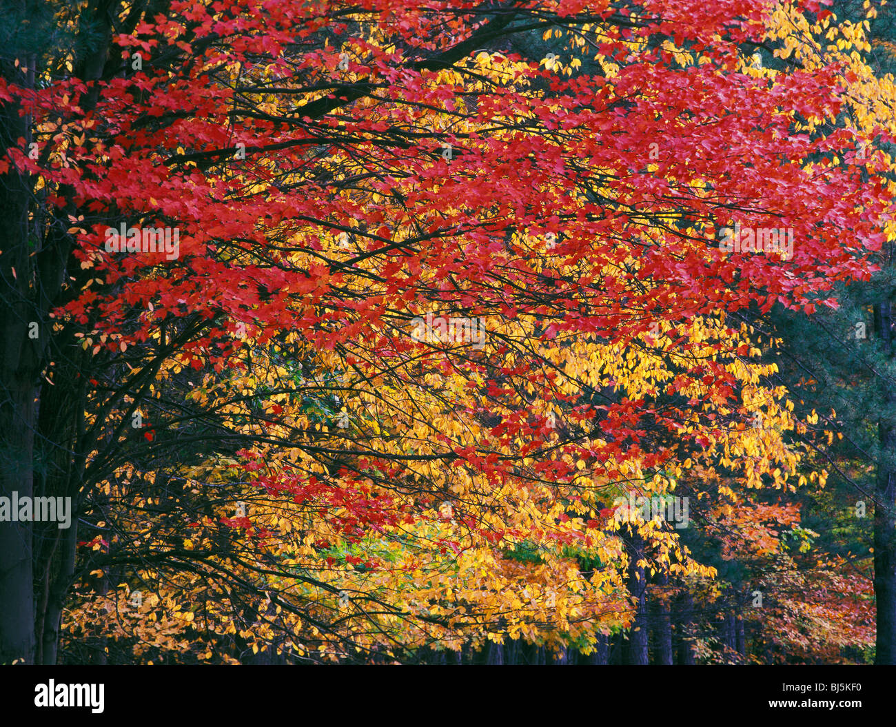 Red Maple tree (Acer rubrum) in brilliant red fall color amongst autumn ...