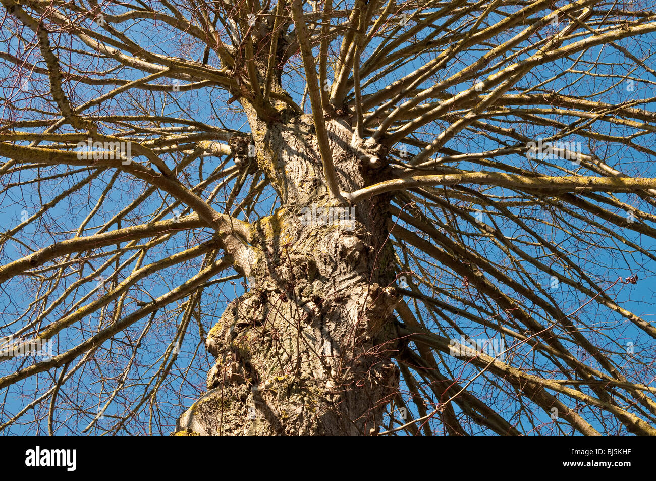 Linden tree hi-res stock photography and images - Alamy