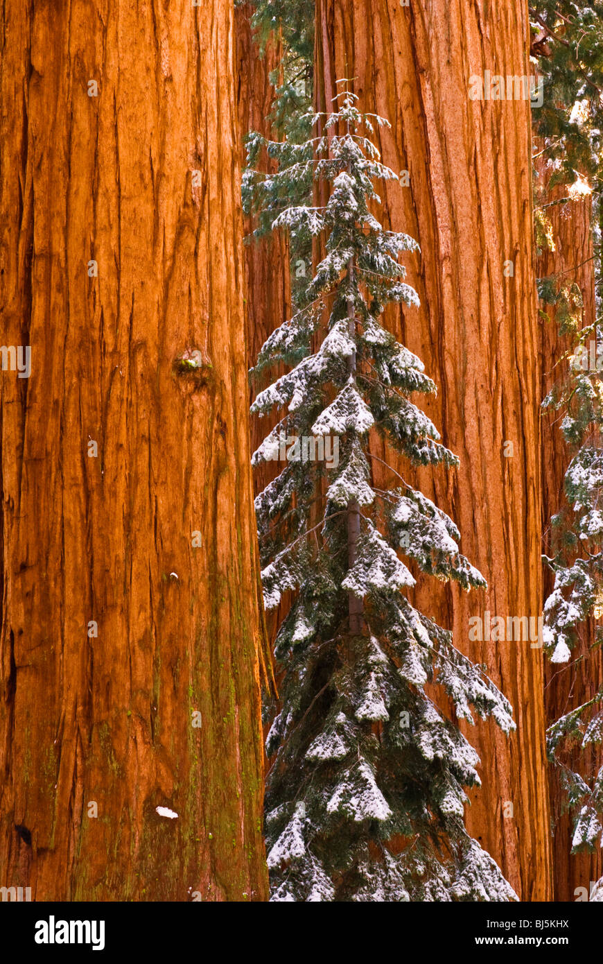 Giant Sequoias (Sequoiadendron giganteum) in winter, Giant Forest ...