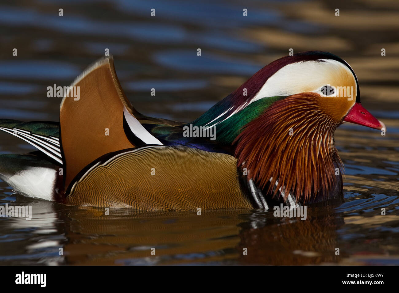 Colour Full Duck High Resolution Stock Photography and Images - Alamy