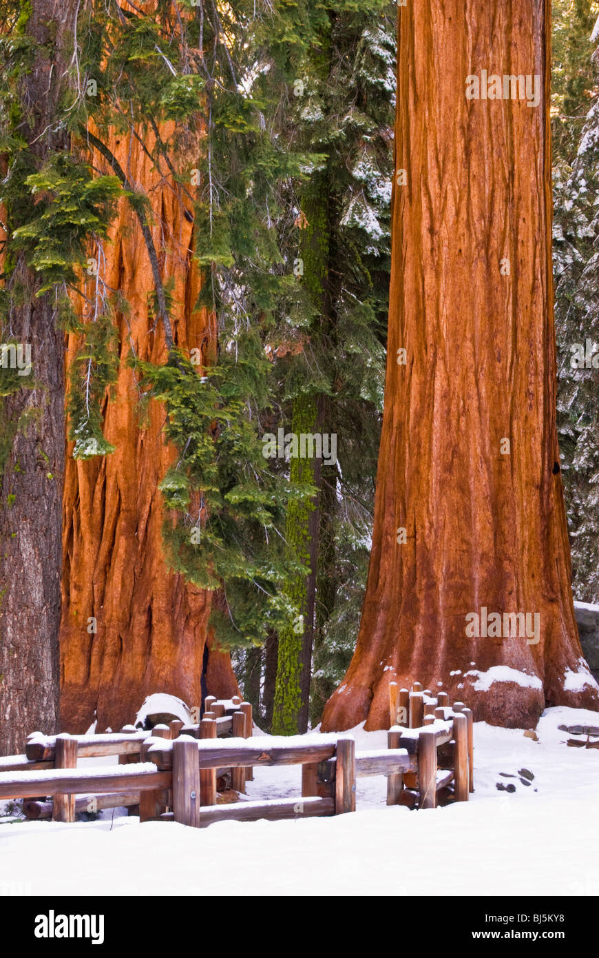 Giant Sequoias (Sequoiadendron giganteum) in winter, Giant Forest ...