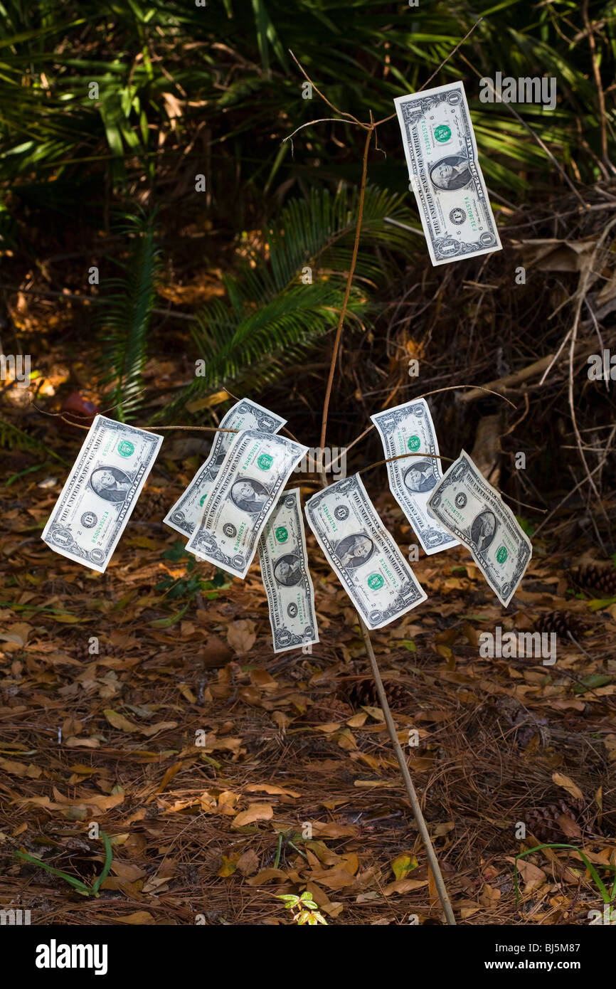 Dollar bills growing on a tree Stock Photo - Alamy