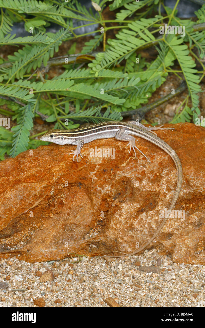 Whiptail lizard reproduction hi-res stock photography and images - Alamy