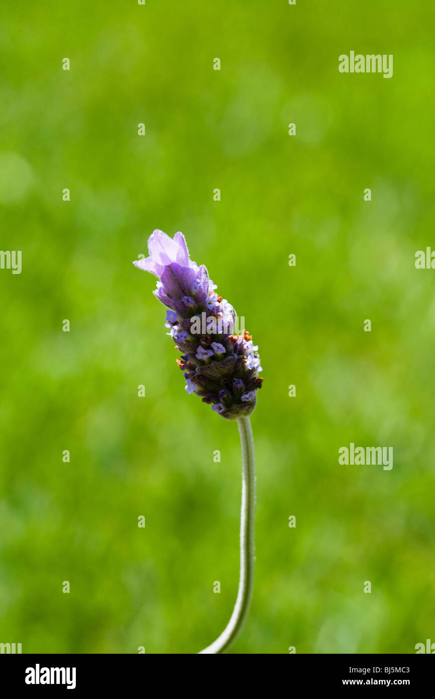 Lavandula dentata -dented lavender- is mostly grown for its perfume ...