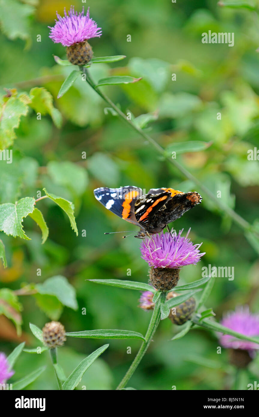 Vanessid hi-res stock photography and images - Alamy