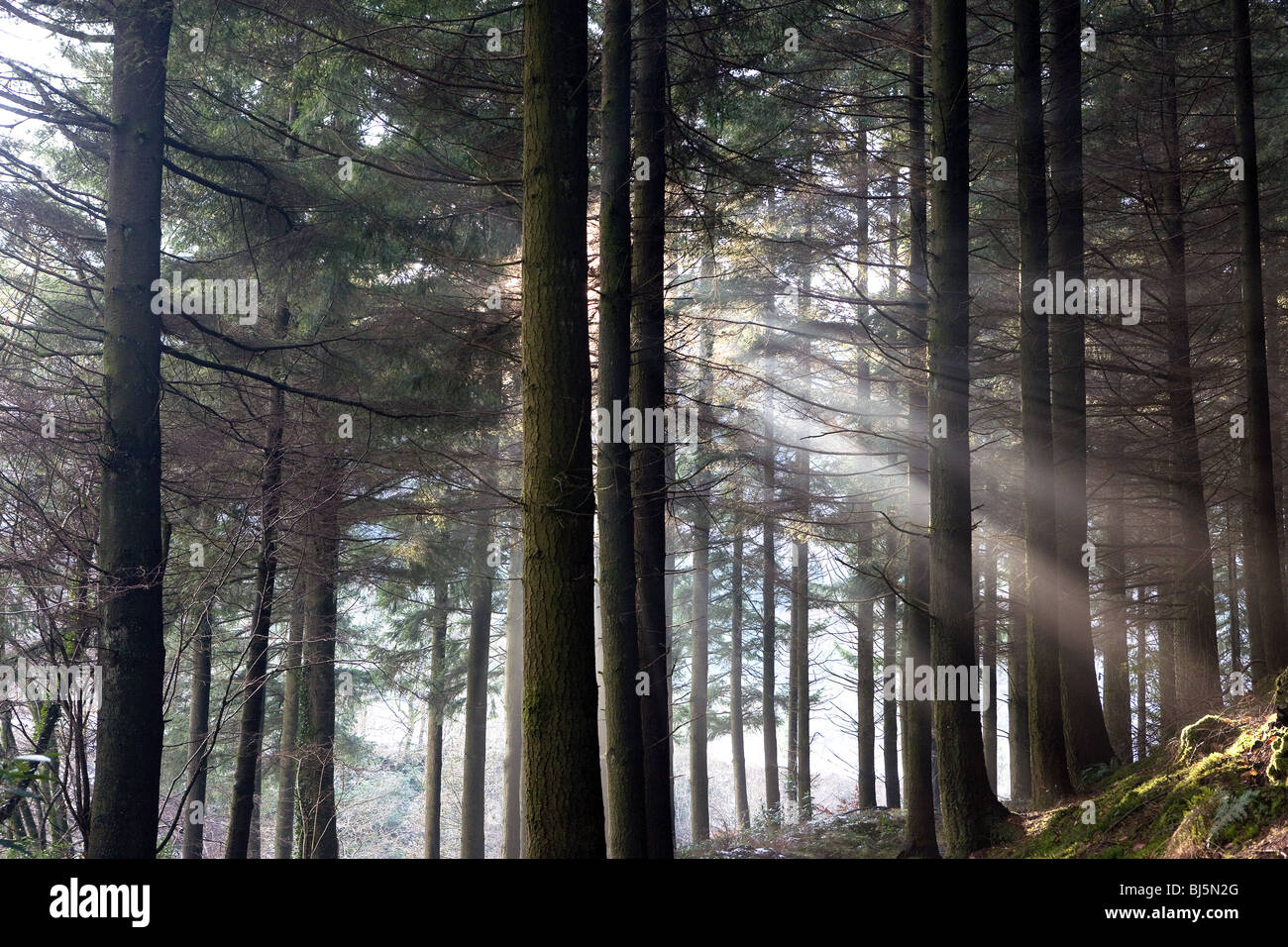 Hafod forest wales hi-res stock photography and images - Alamy