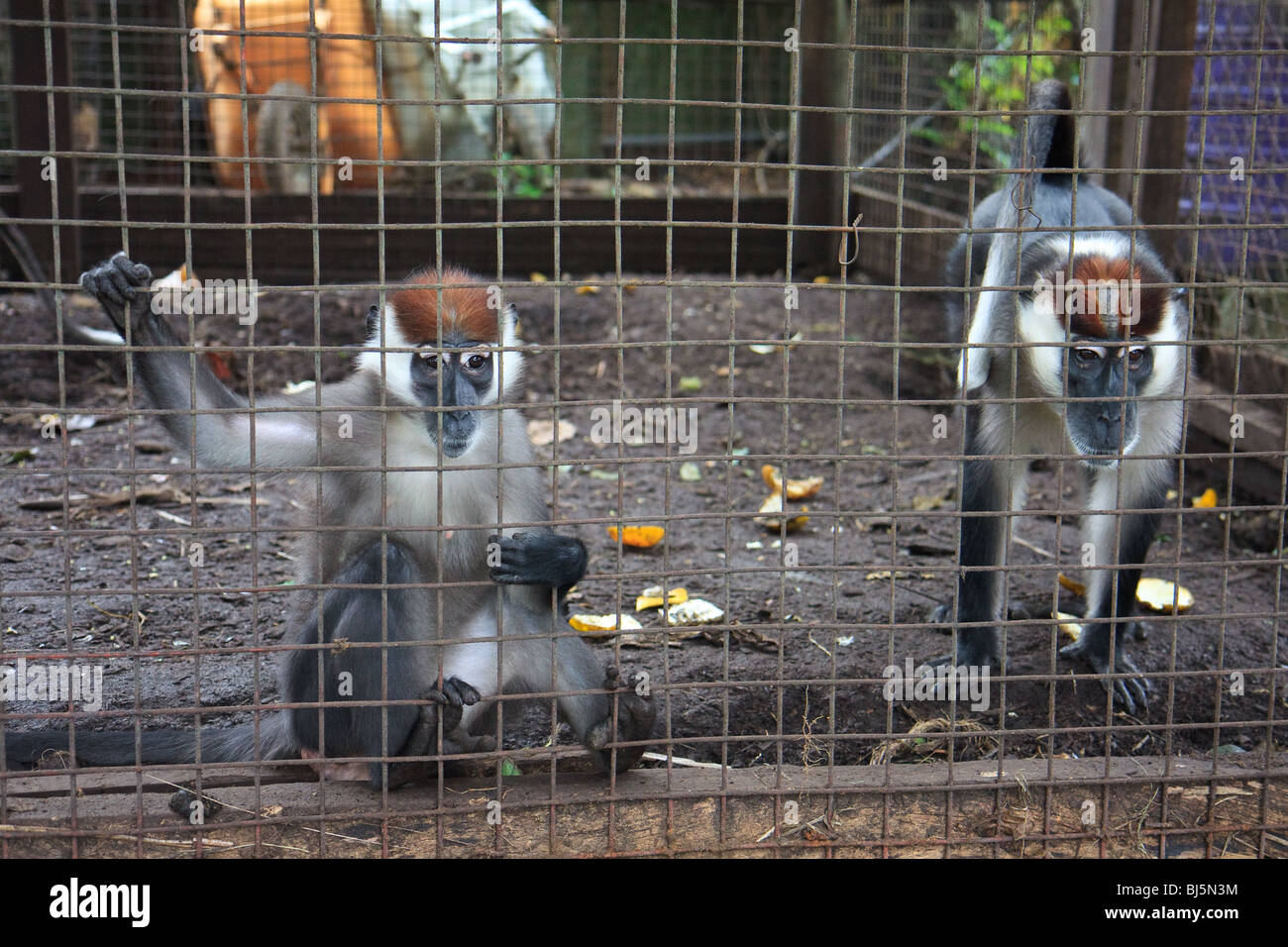 Africa Calabar Cross River Monkey Nigeria Mangabey Stock Photo - Alamy
