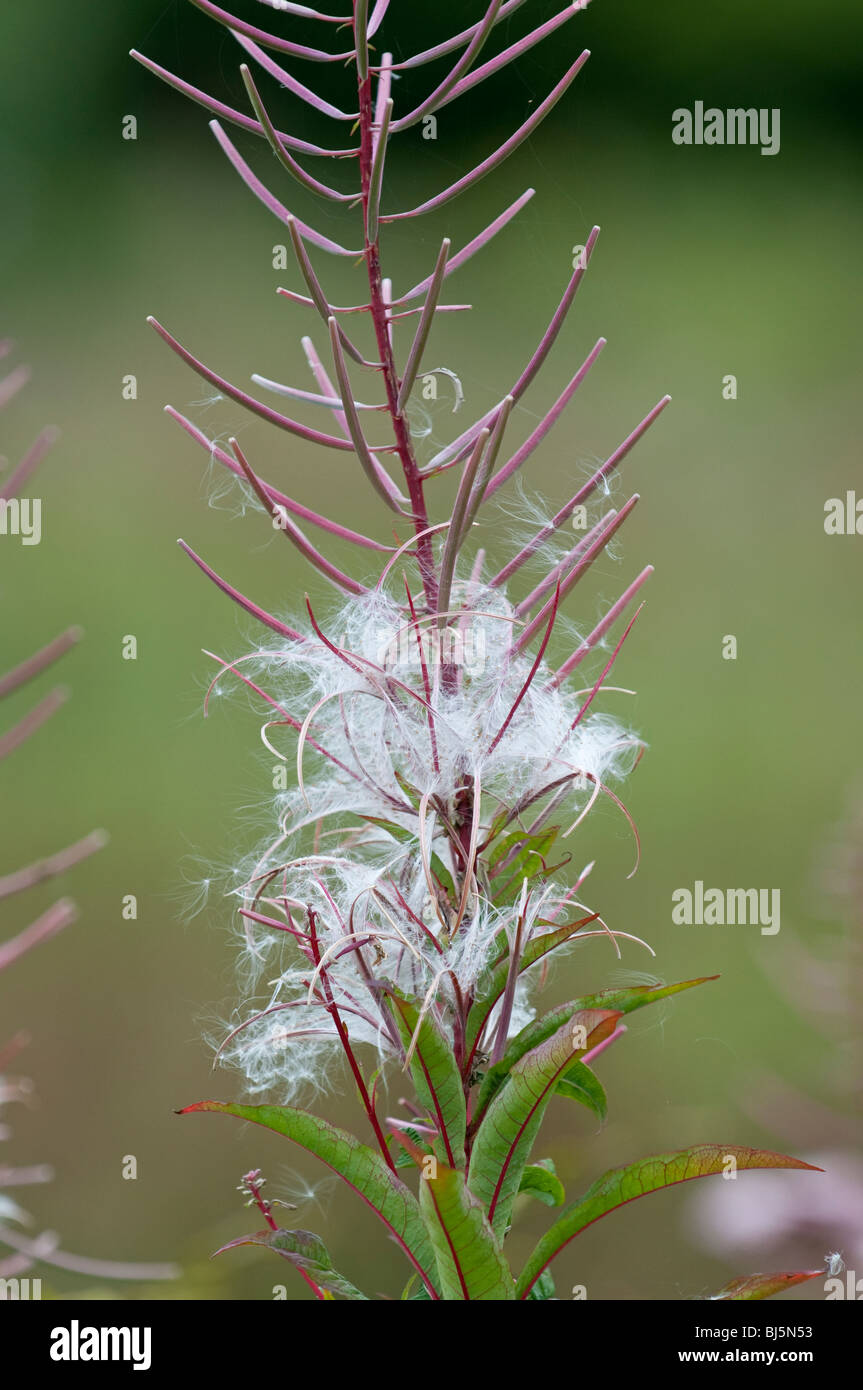 Rosebay Willowherb: Epilobium angustifolium. Seeds Stock Photo - Alamy