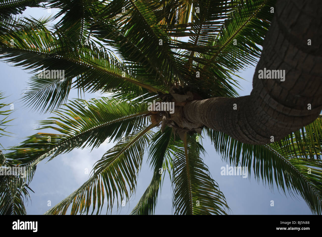 view from under palm tree Stock Photo - Alamy