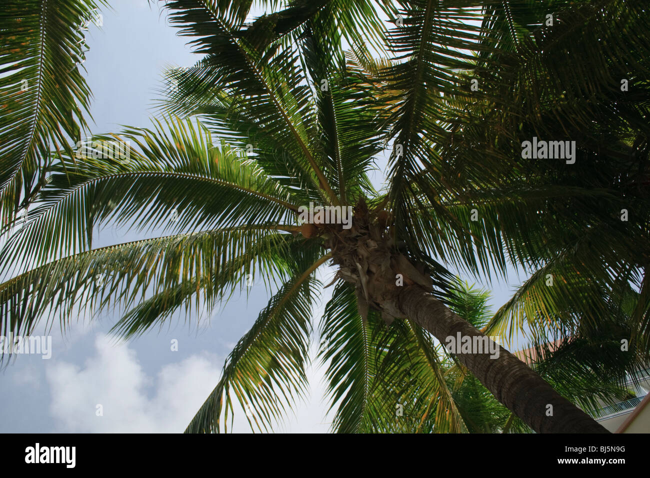 Looking up at palm tree hi-res stock photography and images - Alamy