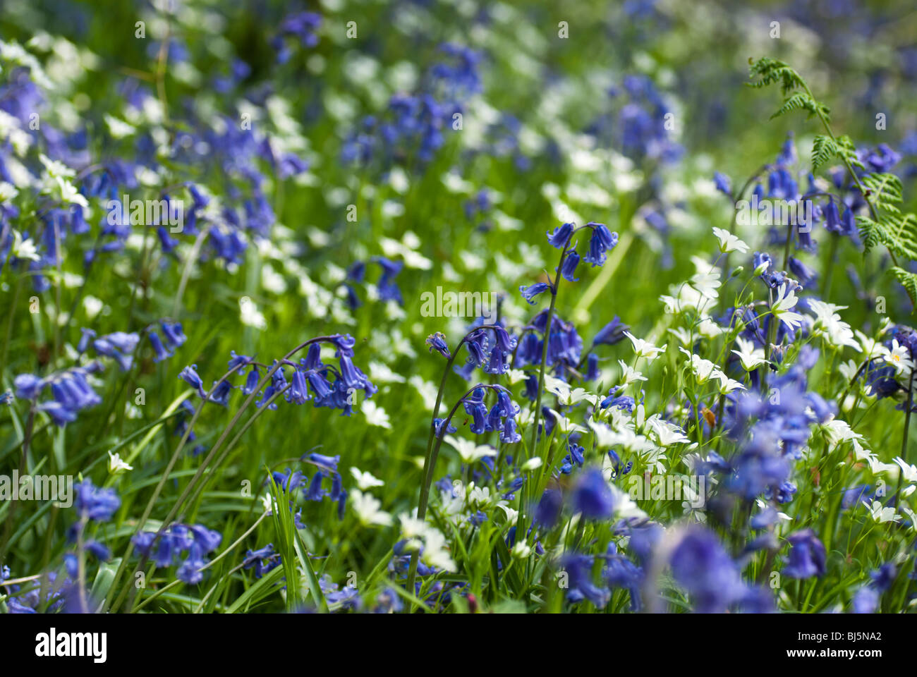 Devon bluebell forest hi-res stock photography and images - Alamy
