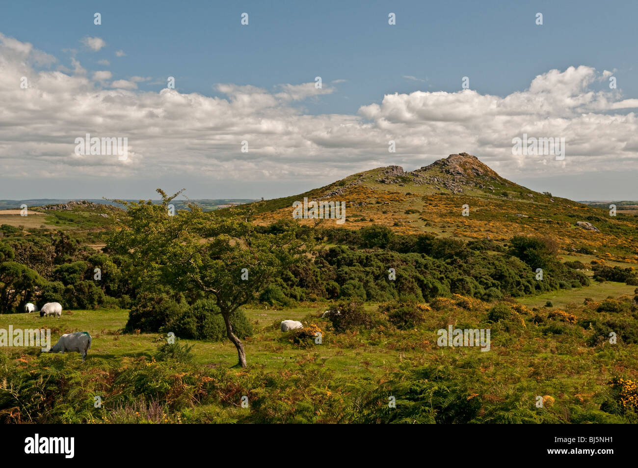 Sharp Tor, Dartmoor, England Stock Photo - Alamy