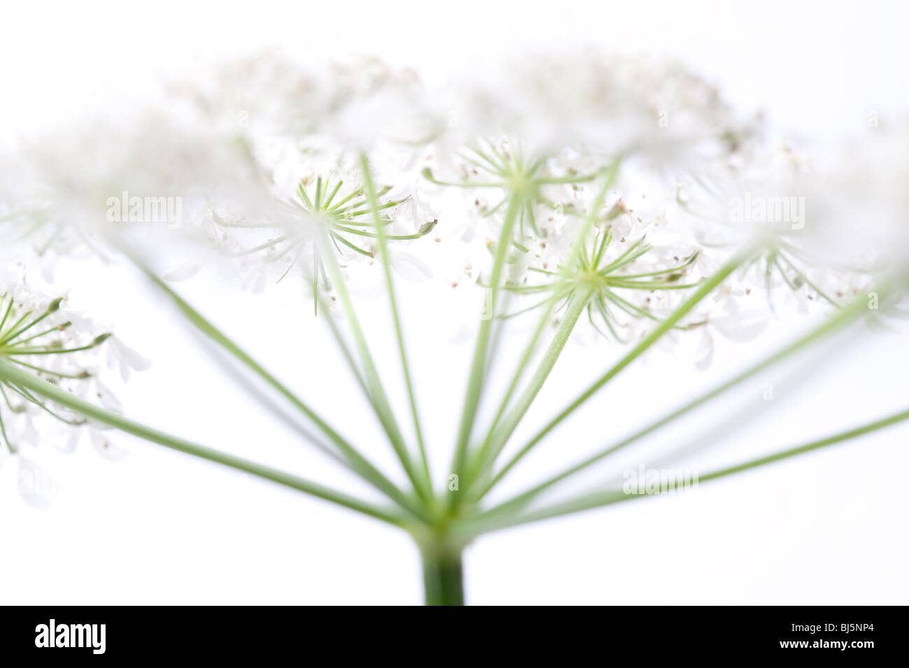 Common Hogweed Heracleum sphondylium Stock Photo - Alamy