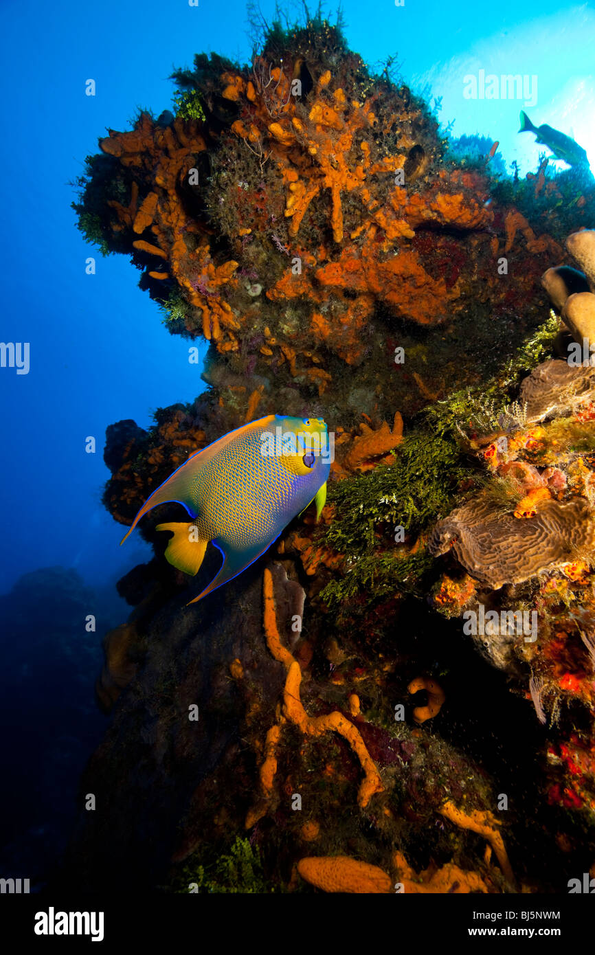 Queen angelfish and coral outcropping, Cozumel, Mexico Stock Photo - Alamy