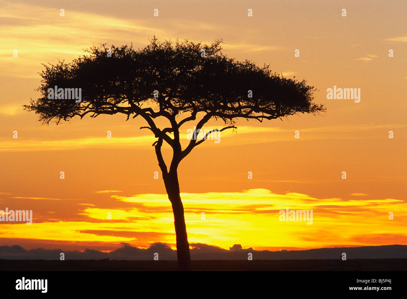 View of an orange and yellow sunrise through Acacia Tree, Masai Mara ...
