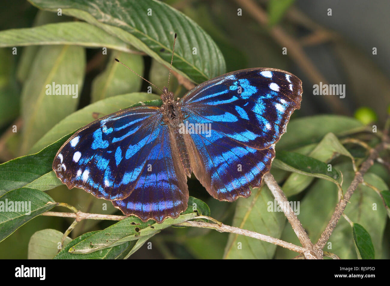 Bluewing butterfly hi-res stock photography and images - Alamy